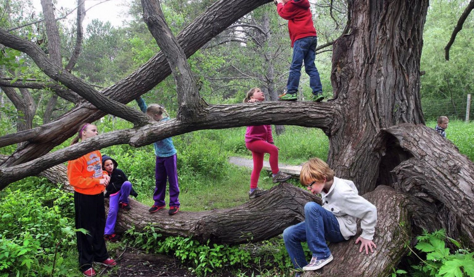 Natural Play Structures – Fun! – Flood Park Advocacy