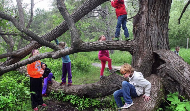 Natural Play Structures – Fun! – Flood Park Advocacy